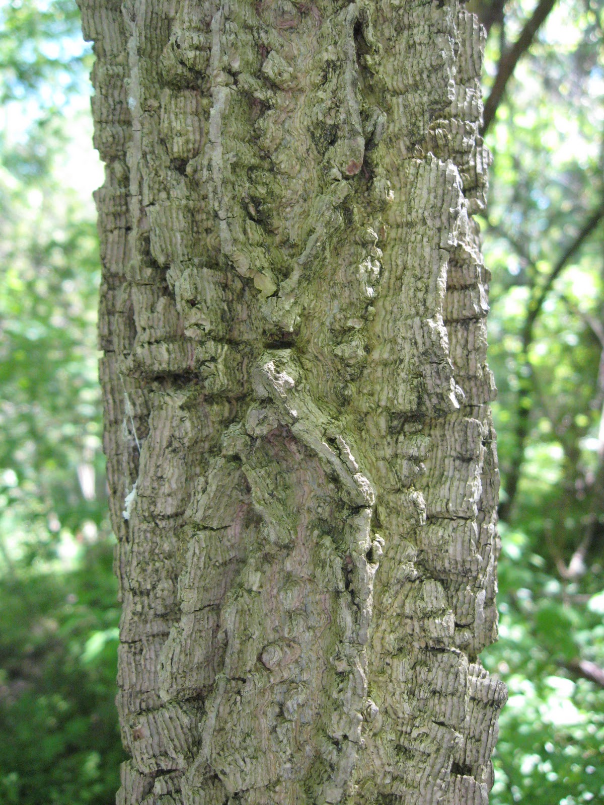 Normal Biology: Hackberry: The Teenage Years