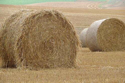 O que é Silagem ? « Agro Br