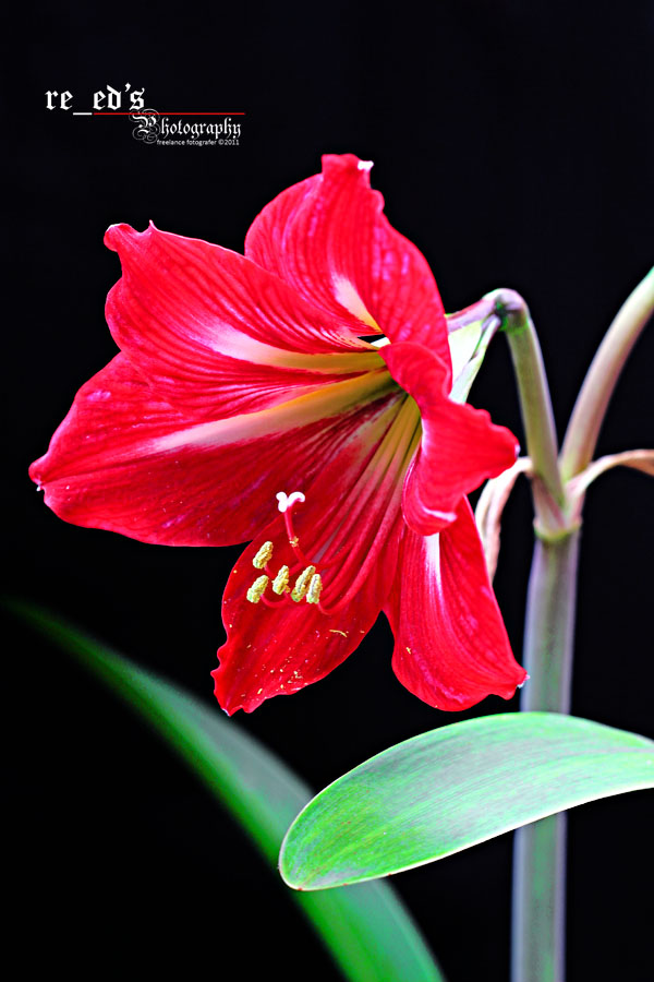 re_ed's photography: Bunga september di bulan Agustus