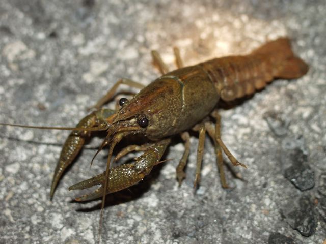 biology.(:: BLOG #14: Which specimen that we have dissected so far ...