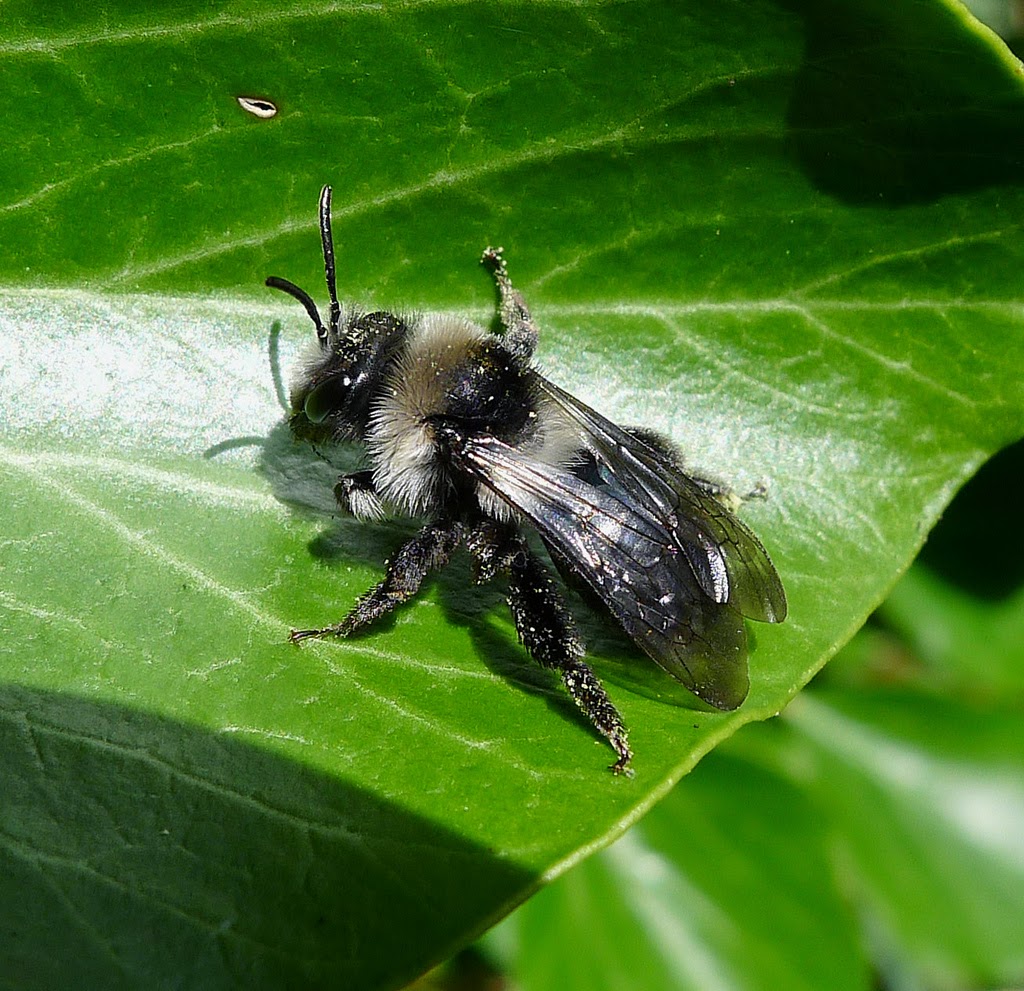 Species of UK: Week 54: Miner Bees (‘Andrena’)