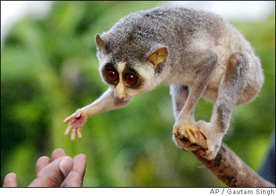 Kingdom of Animals[Slow Loris]: Loris