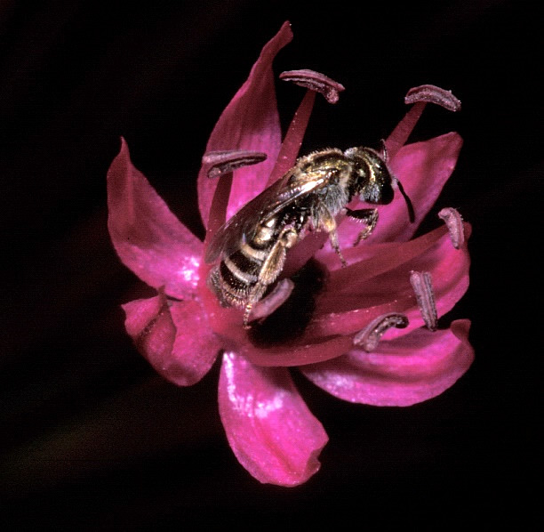 JeffCo Master Gardeners: Pollinator of the Week: Halictid Bees