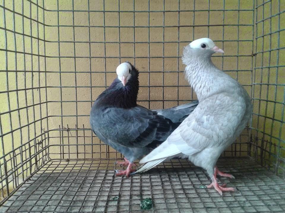 World of Pigeons and Doves: Mookee Pigeon