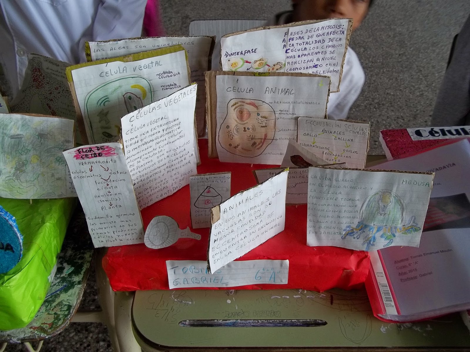 .: Trabajo de Investigación: " La célula animal y vegetal" (6° grado).