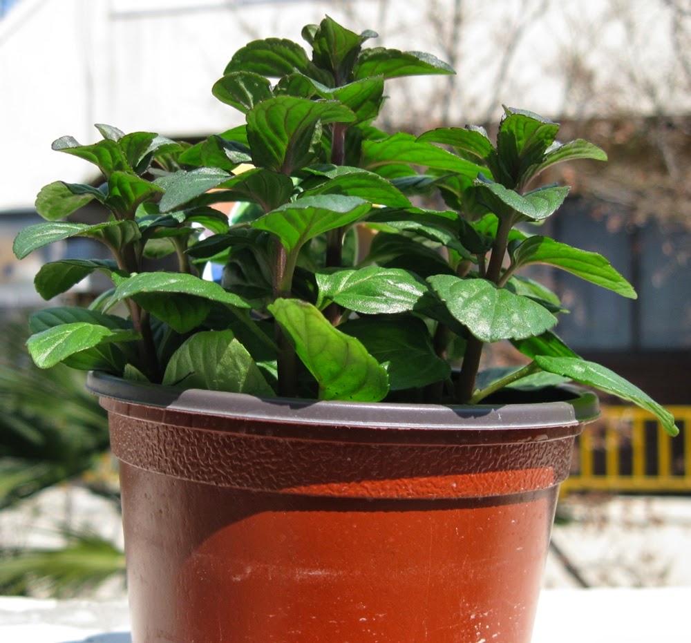 Tea: 오데코롱민트 (Eau de cologne Mint)