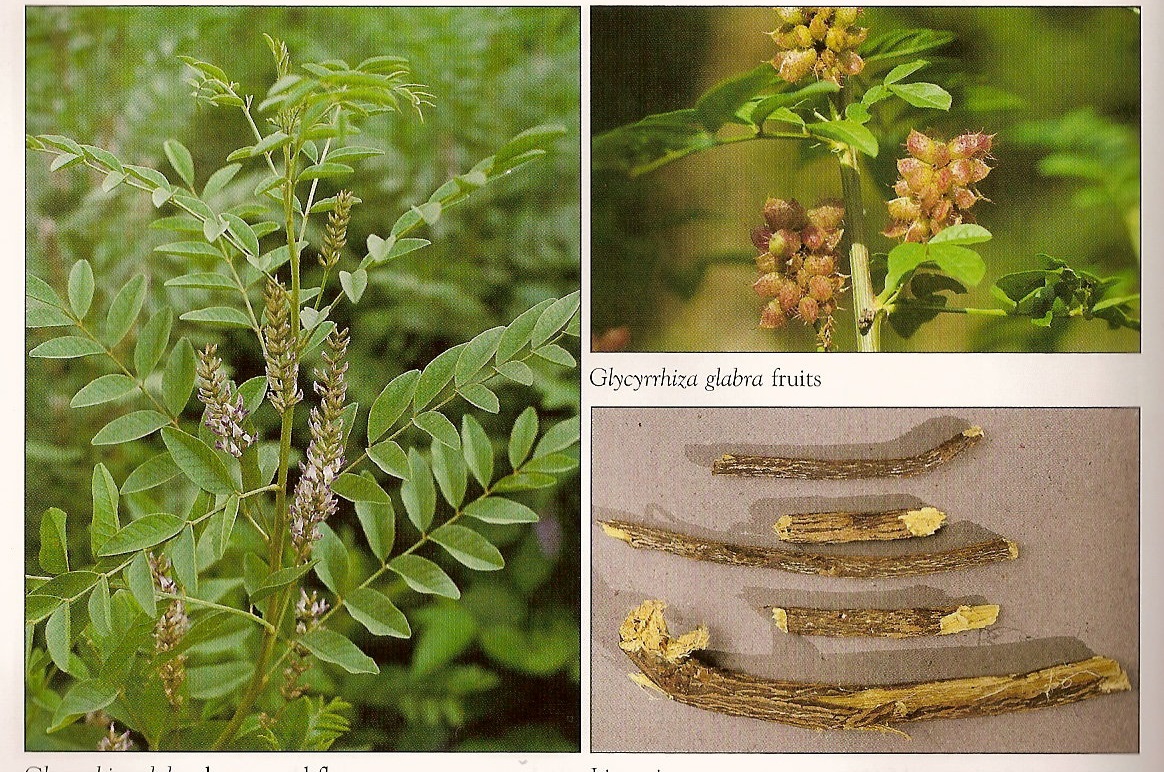 Saúde Nas Plantas Medicinais: Alcaçuz e seus benefícios