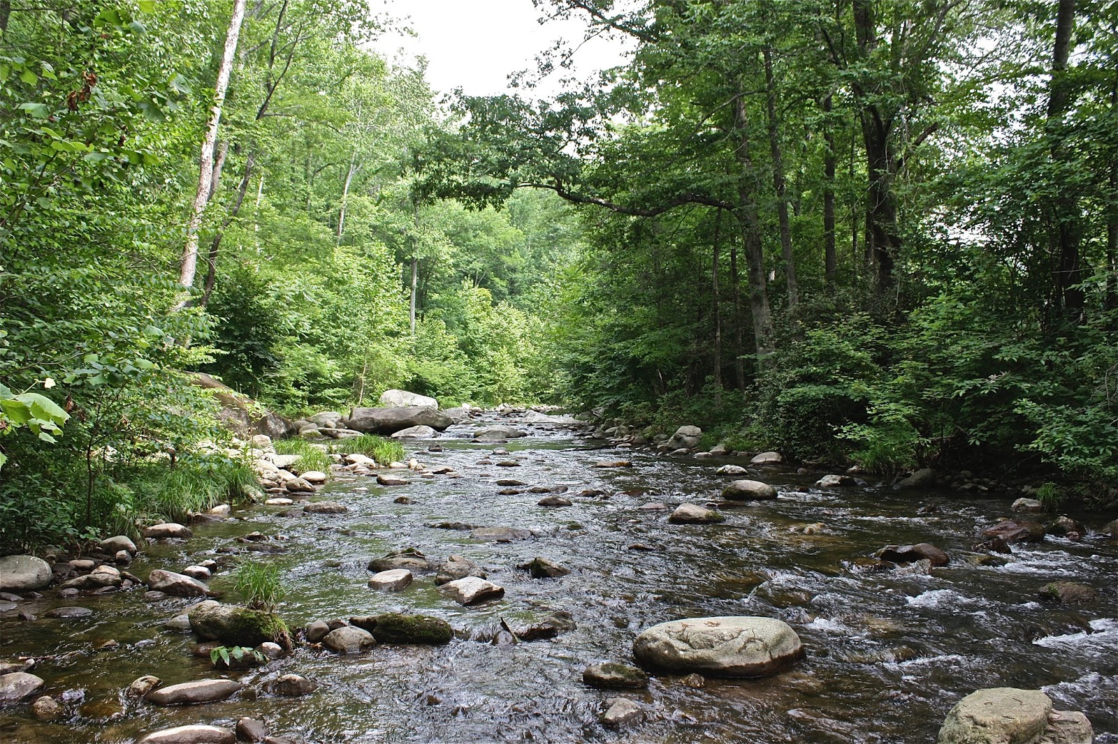 Aquatic Insects of Central Virginia: Habitat, species variation, and ...
