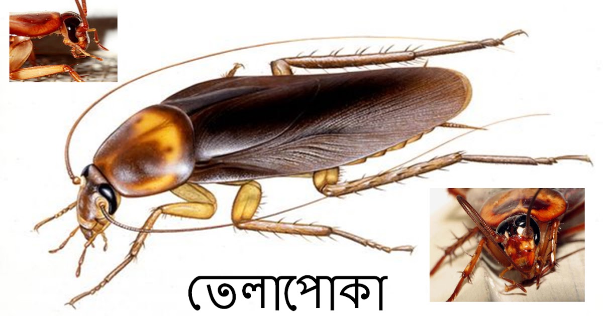 জীব বিশ্ব