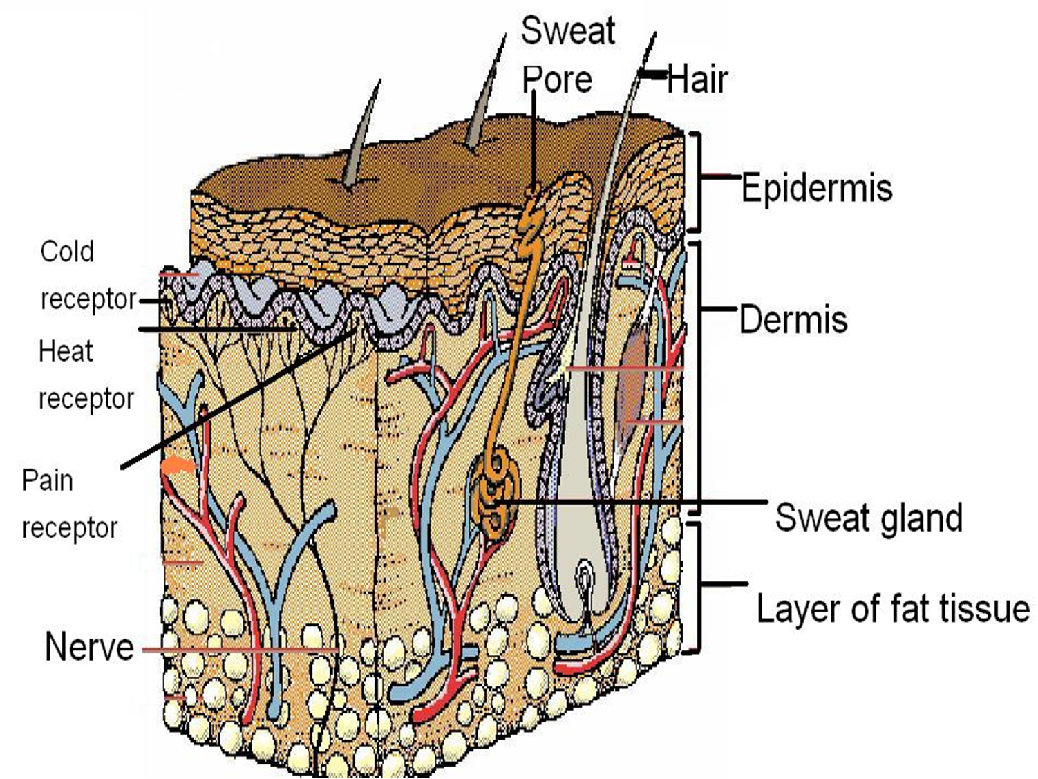 1.4 SENSES OF TOUCH | MScienceBuzz