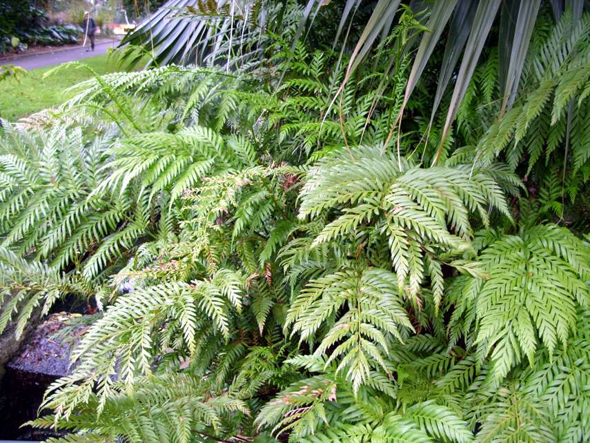 PhyloBotanist: Botany picture #24: Todea barbara