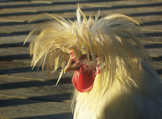 Do the Funky Chicken: 9 Weird Breeds of Chicken | From Home Wealth
