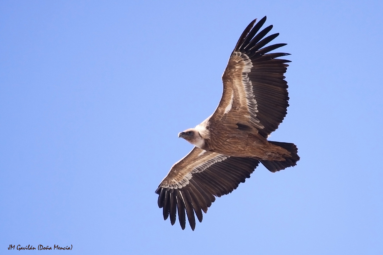 Fotografía de Naturaleza - JM Gavilán: El buitre leonado (Gyps fulvus)
