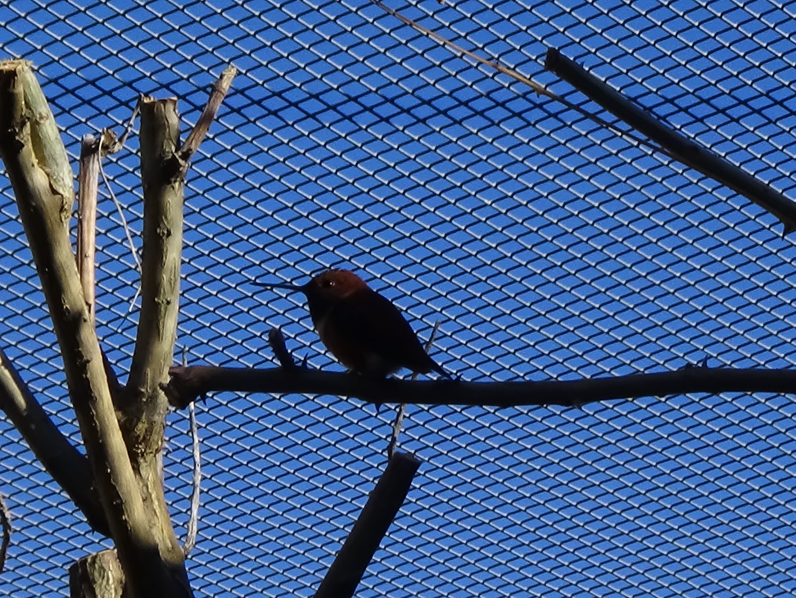 The Humming Bird Aviary (at the Arizona-Sonora Desert Museum)
