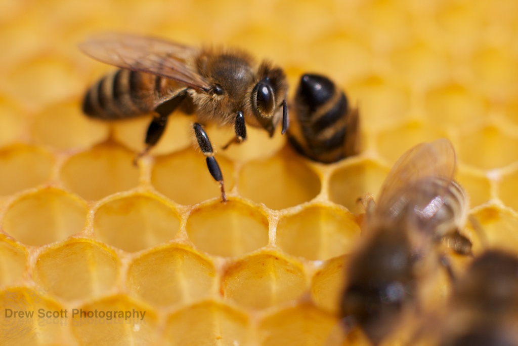Behavioral Patterns In Bees