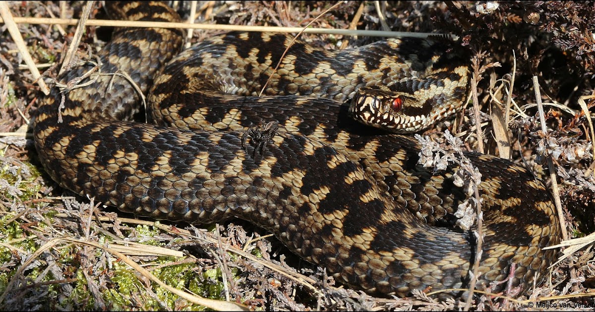 Meijco: Bezoekje aan de adders