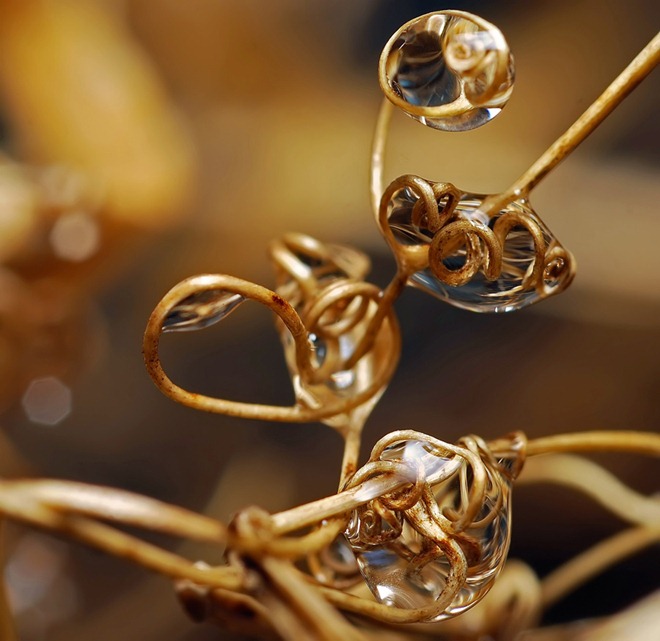 DeMo TemPlate: Hình ảnh giọt sương lung linh buổi bình minh