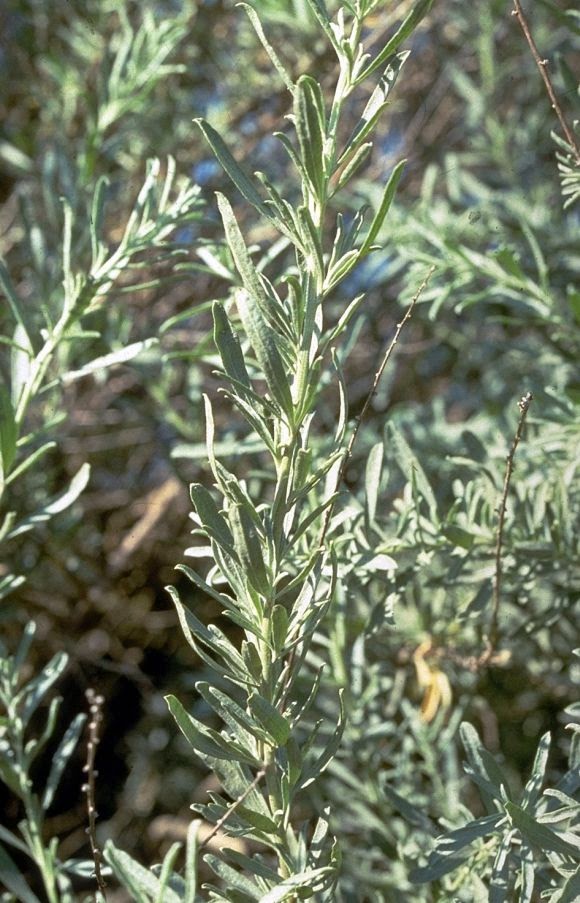 Future Plants by Randy Stewart: Saltbush