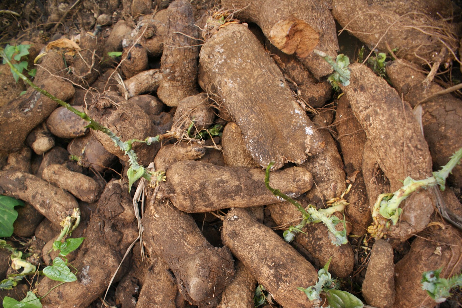 My visit to Tonga: Week 2 in Tonga Monday 15th - Sunday 21st of September.