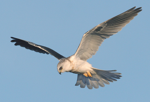 Argentina nativa: Gavilán blanco (Elanus leucurus)