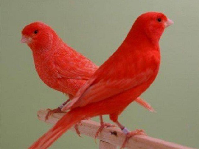 Red Canaries the Beautiful Melodious Singer - PETS & HOBBIES