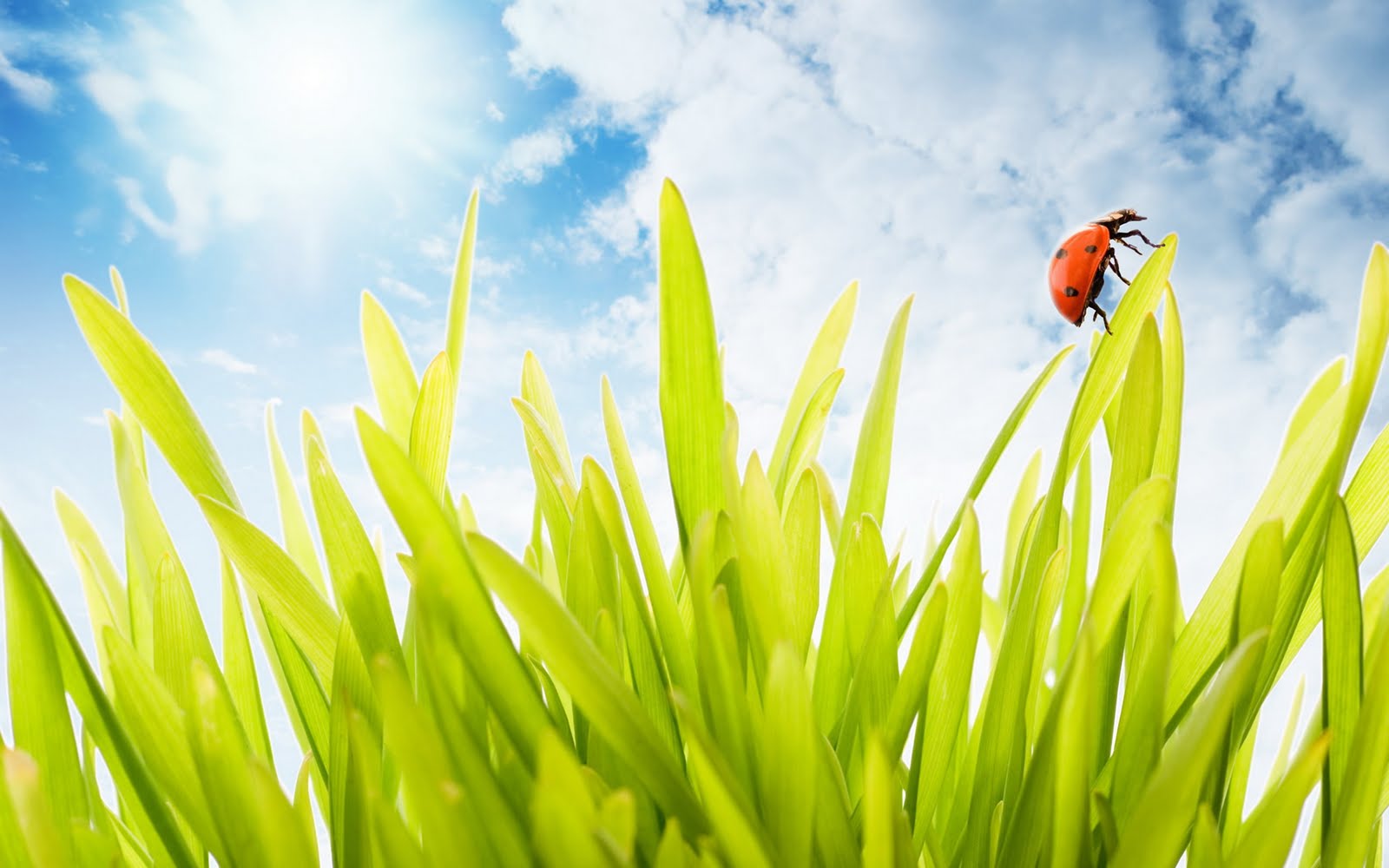 Sonja Galloway: bug background