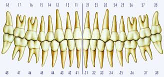 Anatomía Dental: 2015