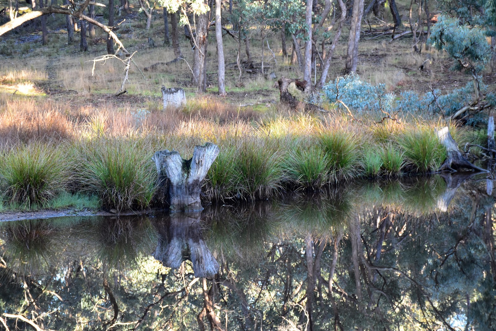 Goin' Feral One Day At A Time: Mundy Gully, Spring Plains Nature ...