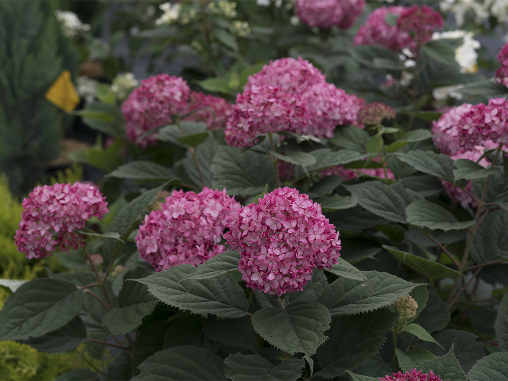 The Plant Hunter: February 2018