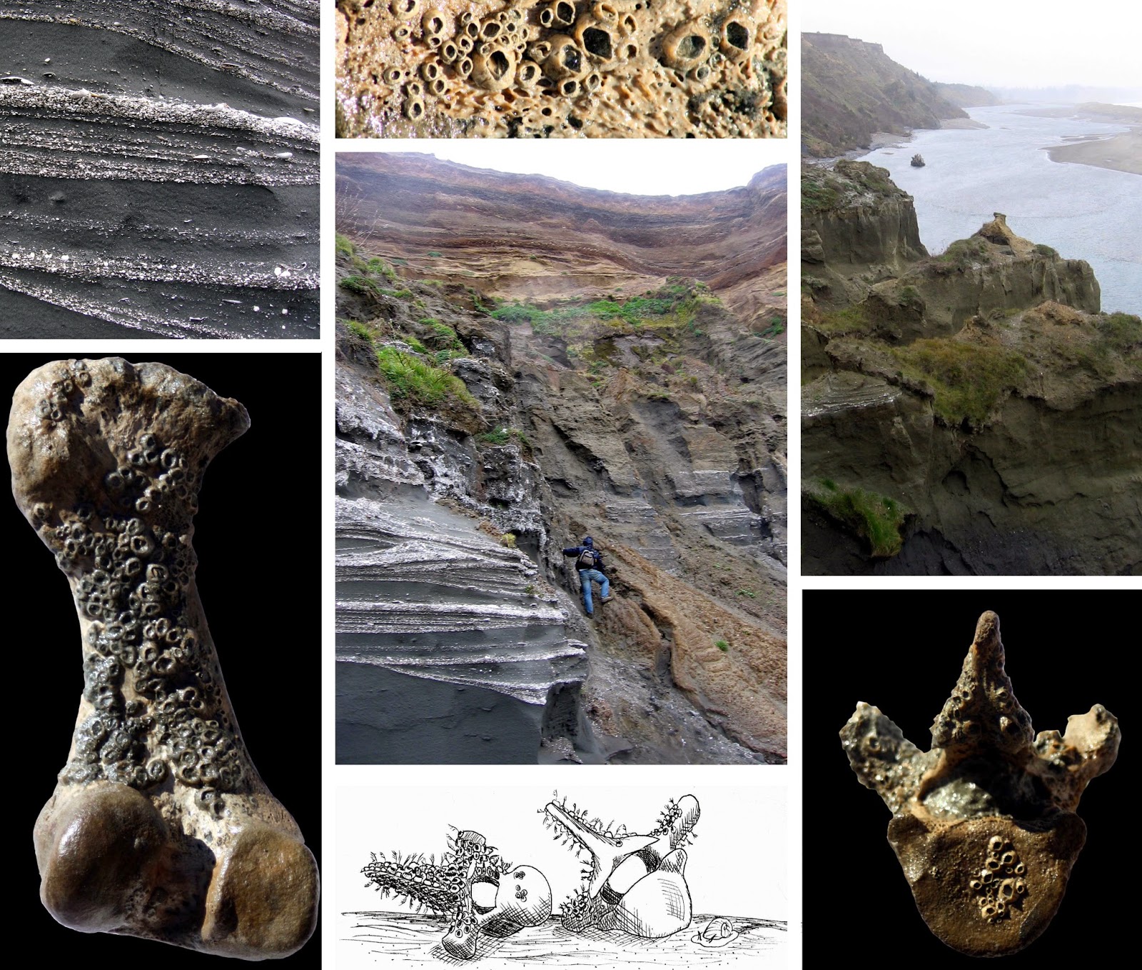 The Coastal Paleontologist, atlantic edition: 2013 in review: Advances ...