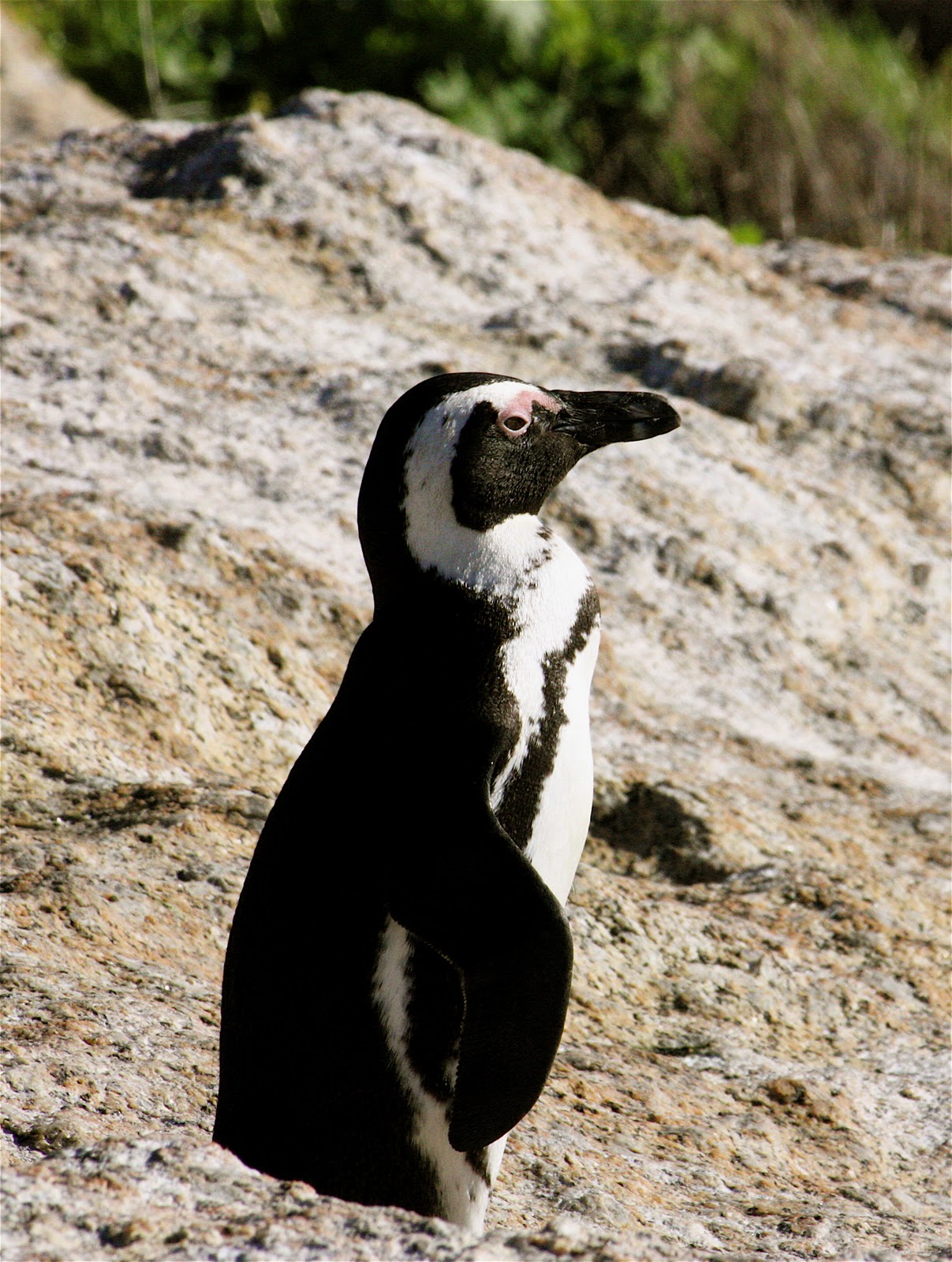 Wildlife Monthly: The Black-footed Penguin