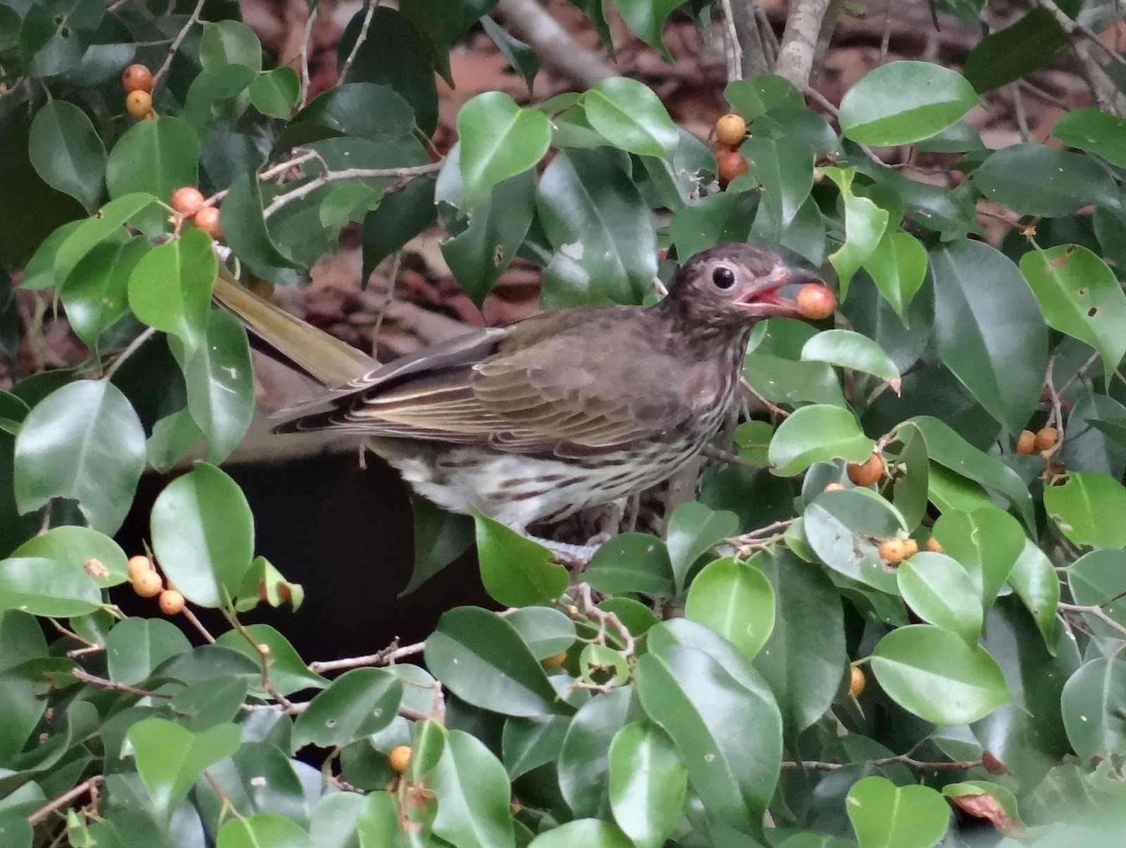 sunshinecoastbirds: Brush-tailed Phascogale, Bush-hen Babies, Marbled ...