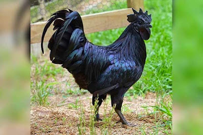 Dijuluki Lamborghini Chicken, Harga Ayam Cemani di Inggris Rp 23 Juta ...