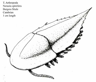 Escenarios prehistóricos: Naraoia