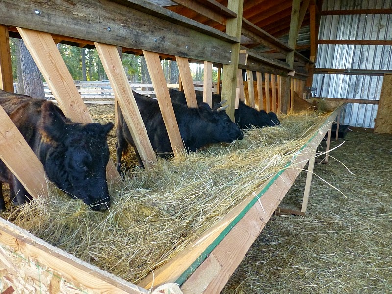 Rural Revolution: Building feed boxes