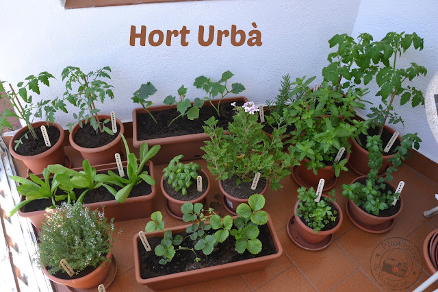 Entre núvols de cotó: Hort Urbà / Huerto Urbano