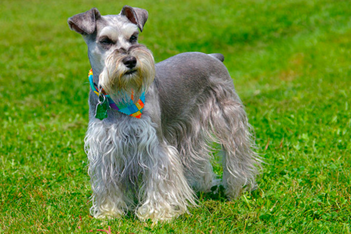 SAIBA MAIS SOBRE COMO TOSAR CACHORRO