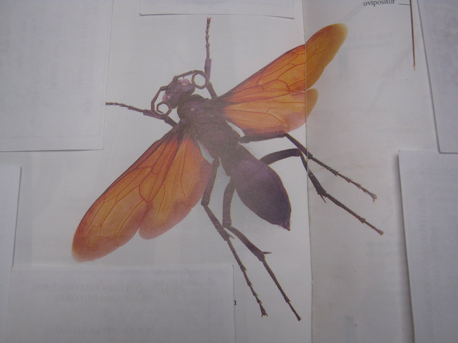 ciencias Rocio: HIMENOPTERAS