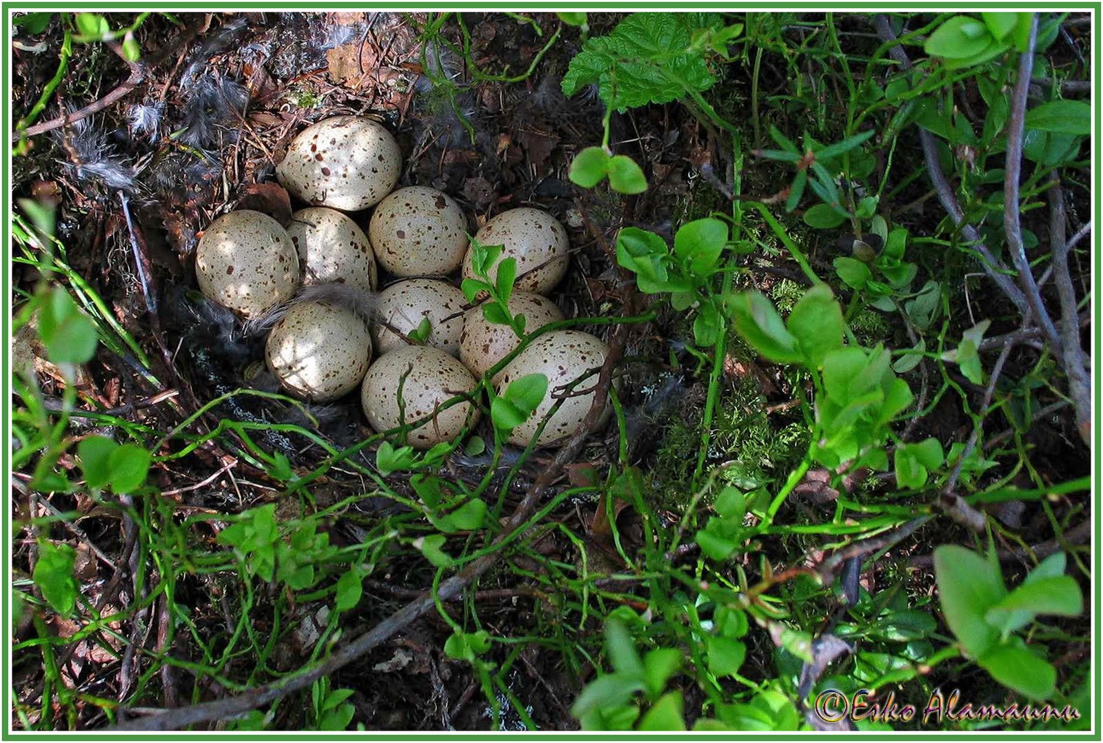 Eko-Kuvia: 15 - munaa...