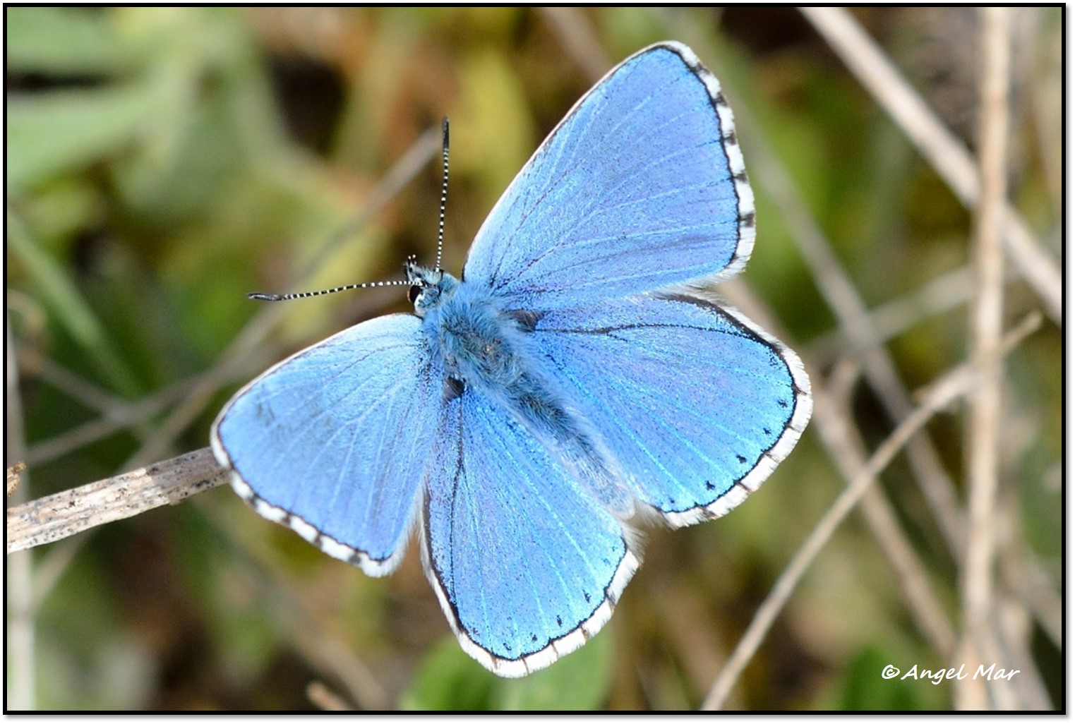 Butterflies and Dragonflies: Lysandra bellargus (Adonis blue) - Abr.17 ...