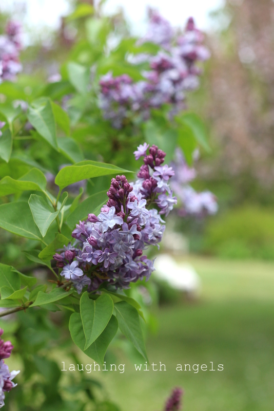 Grace Gardens: last spring's garden - lilacs and peonies and others