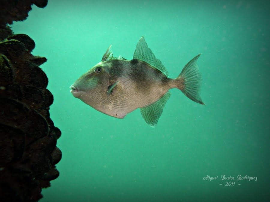 Naturaleza y Fotografía en Motril: Pez ballesta (Balistes carolinensis)