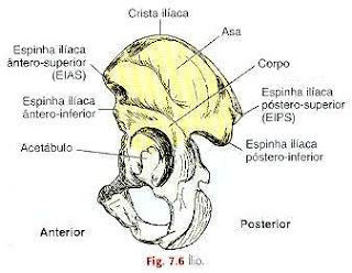 Sintonize na Radiologia: Fêmur e Cintura Pélvica