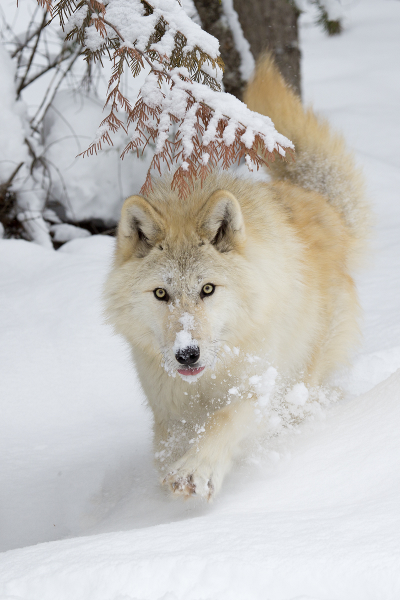 White Mountain Photography News: Winter Wolves
