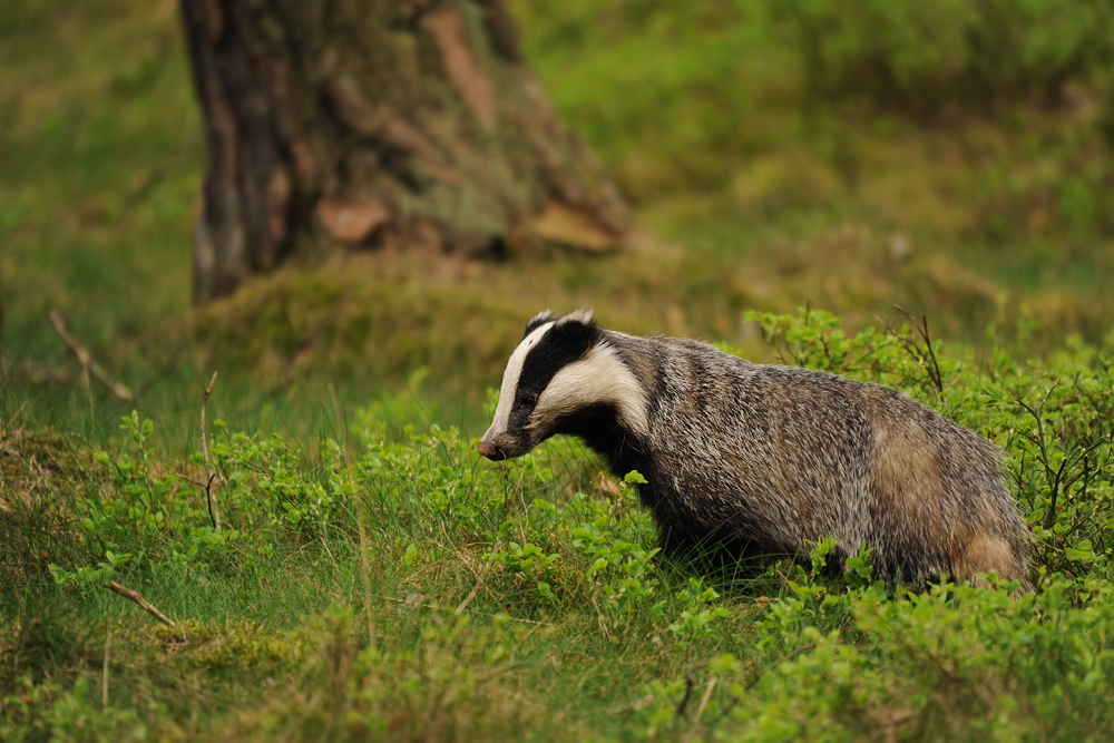 naturfoto-mross: Dachs
