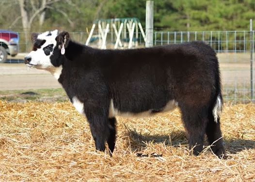 RCC Blog: Sullivan Show Cattle Selling tonight