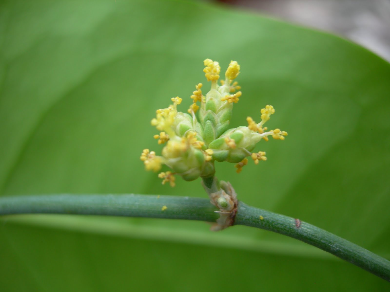 The Phytophactor: Look what's "flowering"!