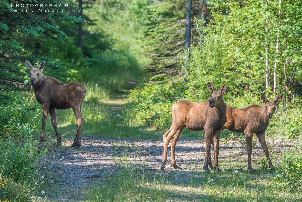 Photography by Travis Novitsky - Photo Journal: Moose Triplets