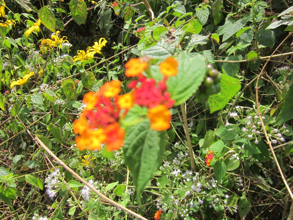 Lantana (Kongini Poovu) | KERALA NATURE AND AYURVEDA