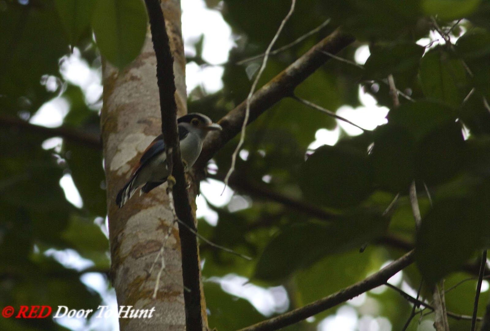 RED Door To Hunt: Rekod Bersarang Burung Takau Dada perak~Serilophus ...